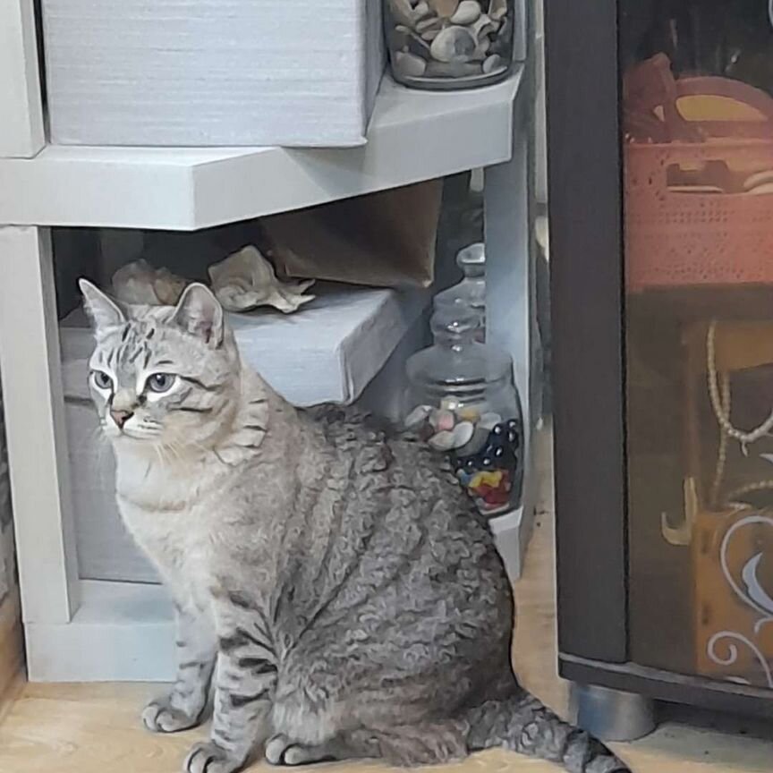 Кот Принц датский