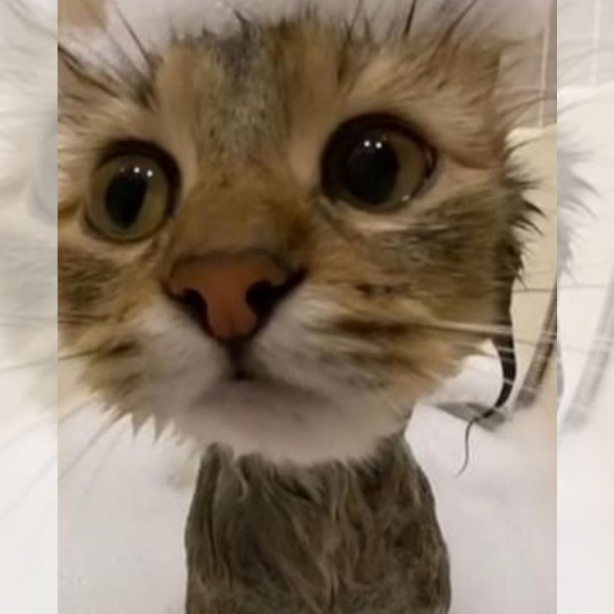 Взрослый кот в добрые руки