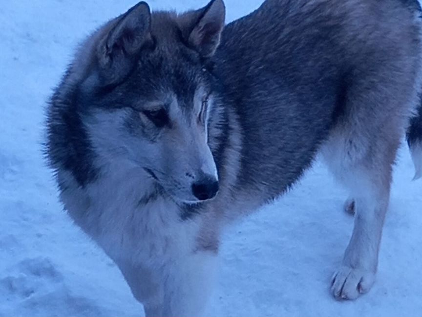 Щенки лайки зсл