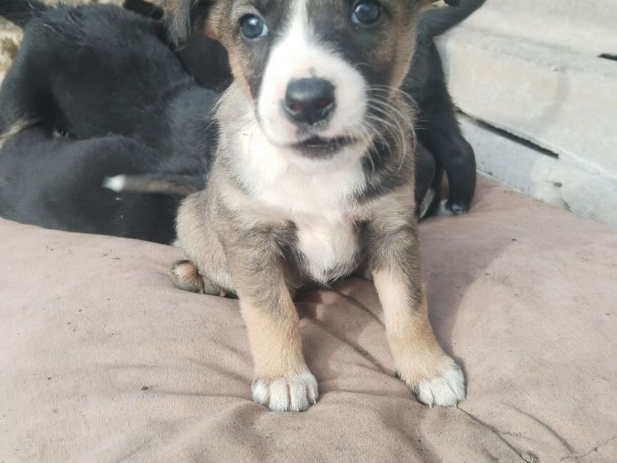 Отдам бесплатно щенки 1 месяц, кушают всё