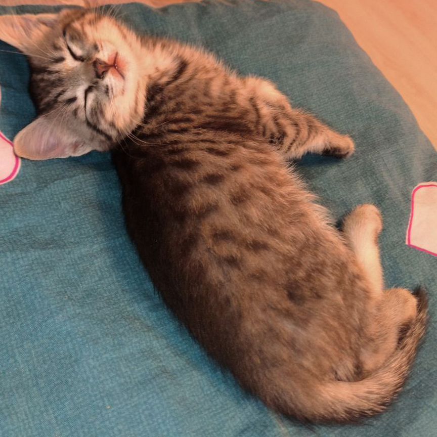 Котёнок в добрые руки