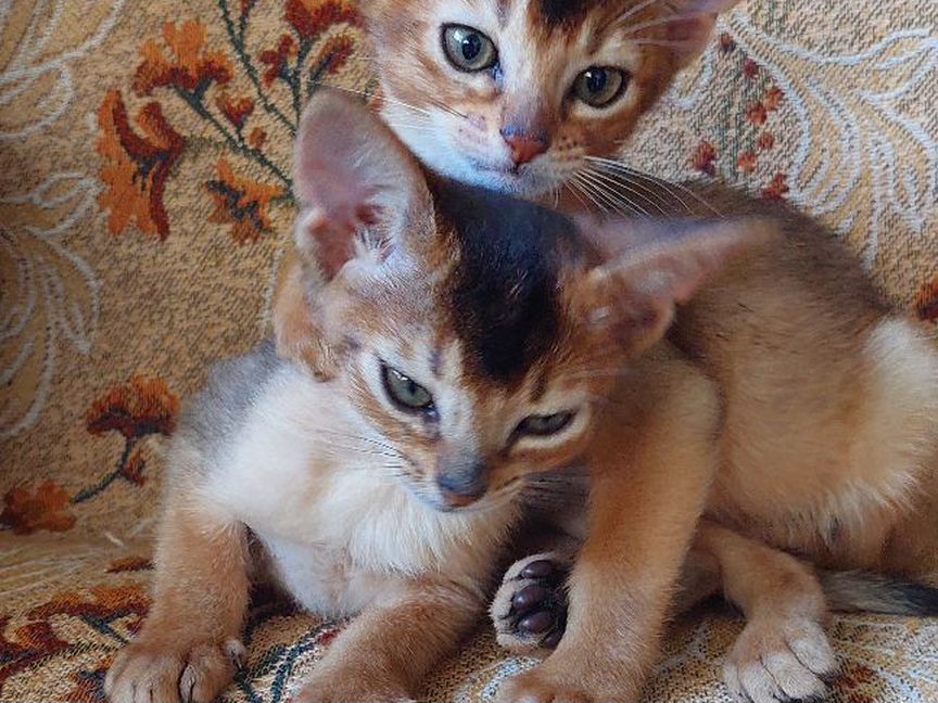 Абиссинские котята дикий окрас