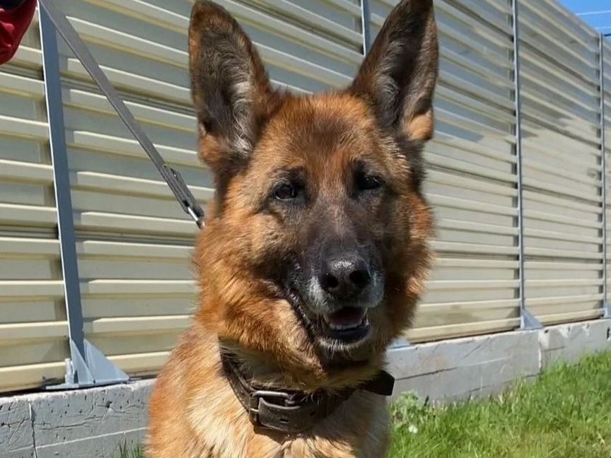 Жизель, немецкая овчарка