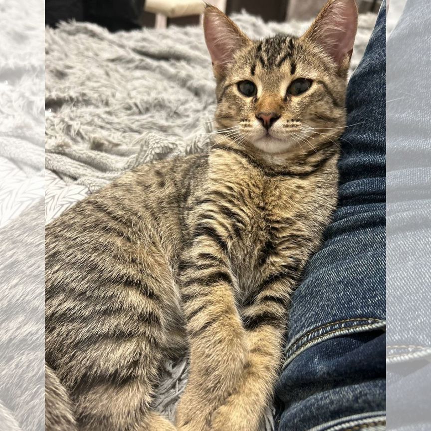 Котик "Тоша"