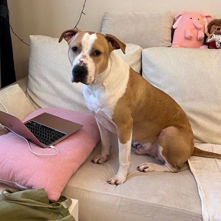 Американский стаффордширский терьер, взрослый пёс