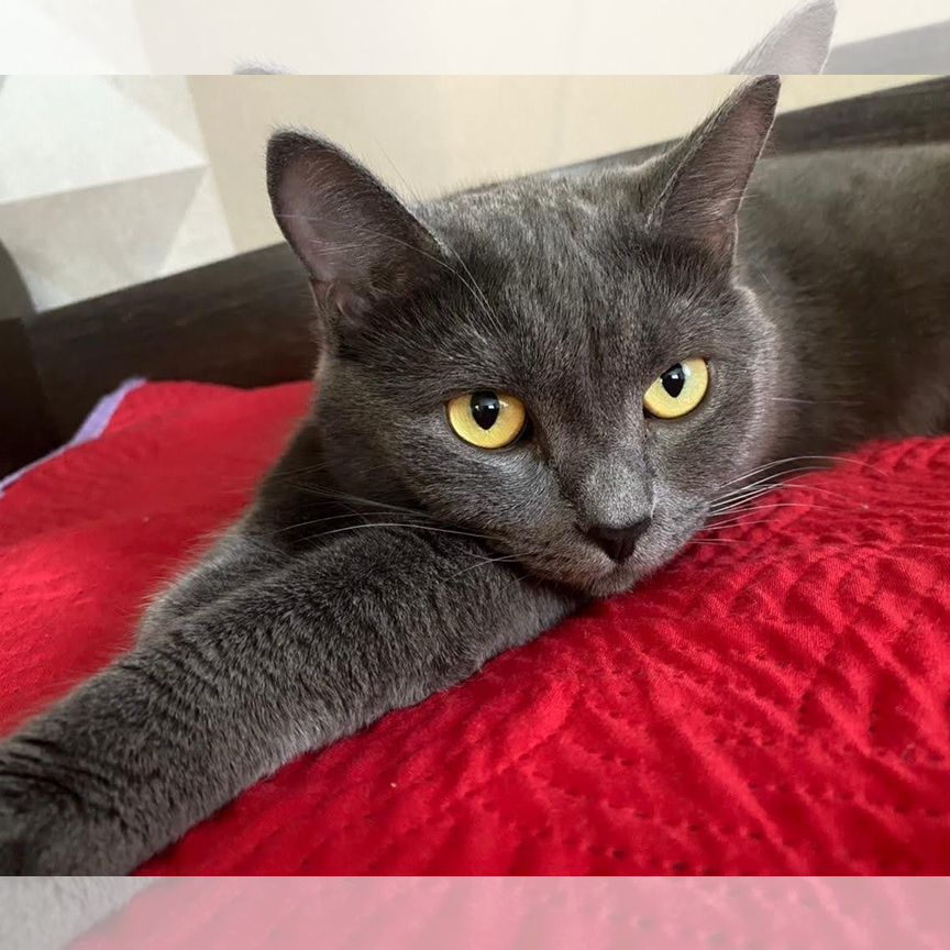 Британская длинношёрстная, взрослая кошка