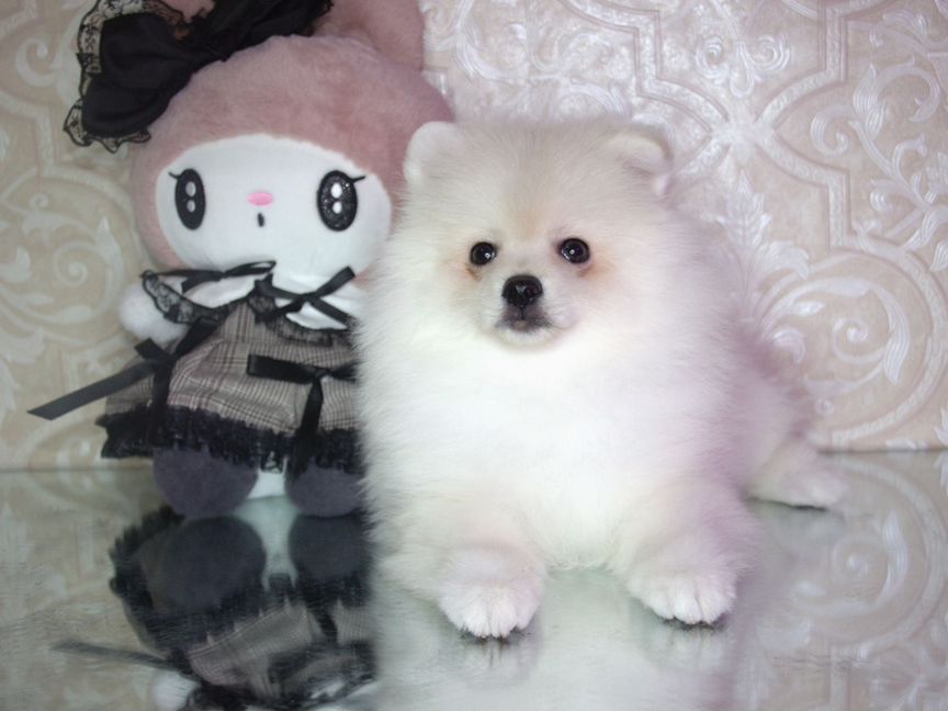 Малый немецкий шпиц девочка