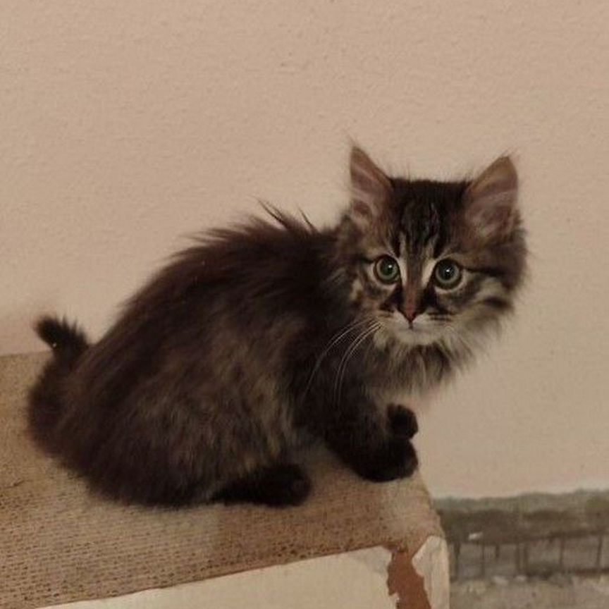 Котенок мальчик, спасённый с улицы в дар