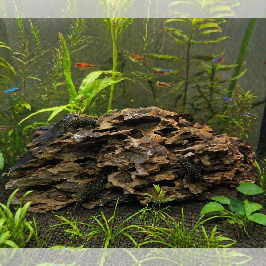 Природная декорация "Камень Дракона"