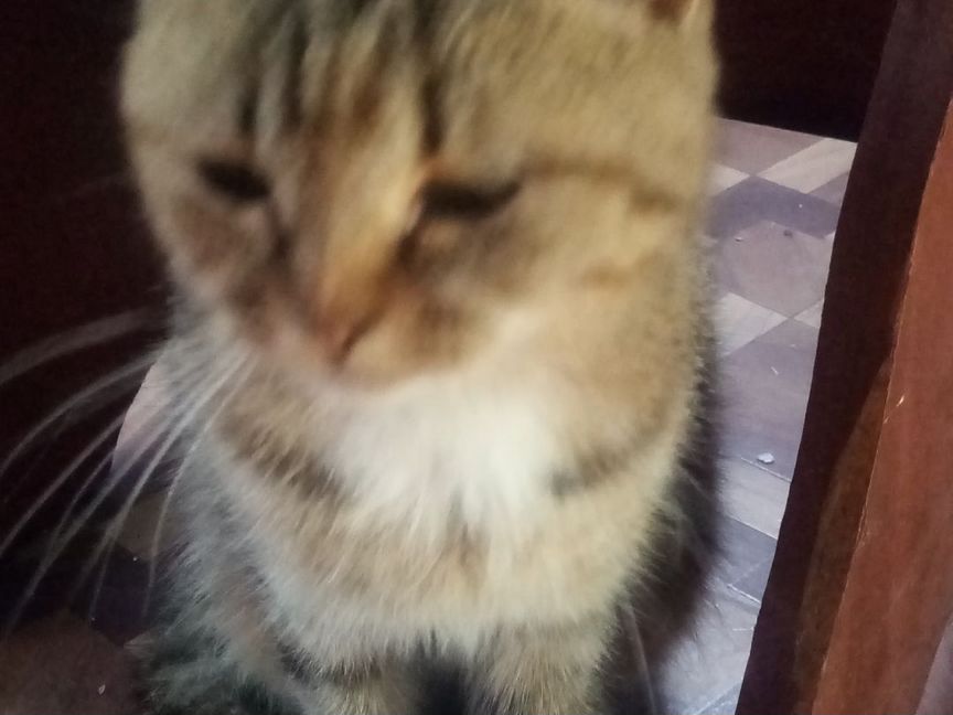Кошка сфинкс