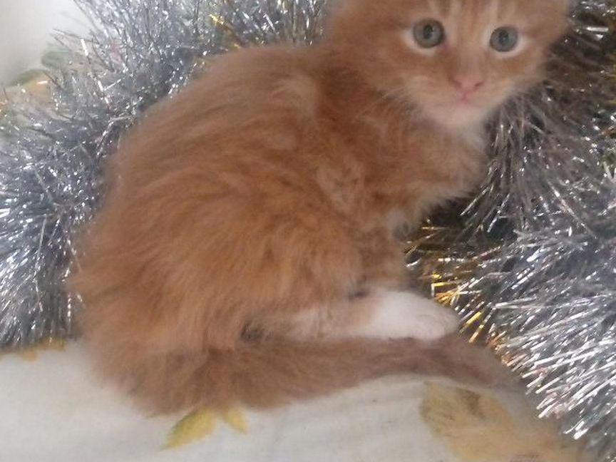 Котята мейн-кун разные окрасы