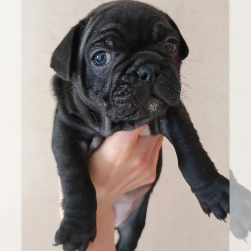 Французский бульдог, щенок