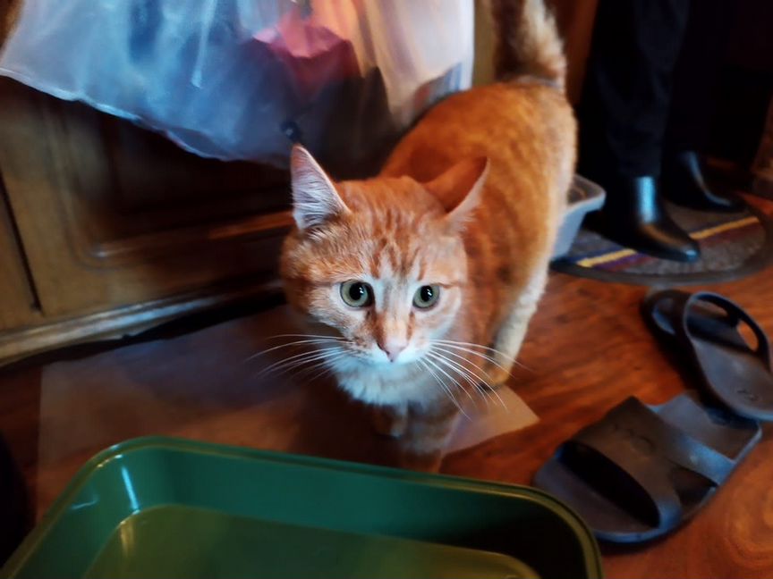 Кот в добрые руки