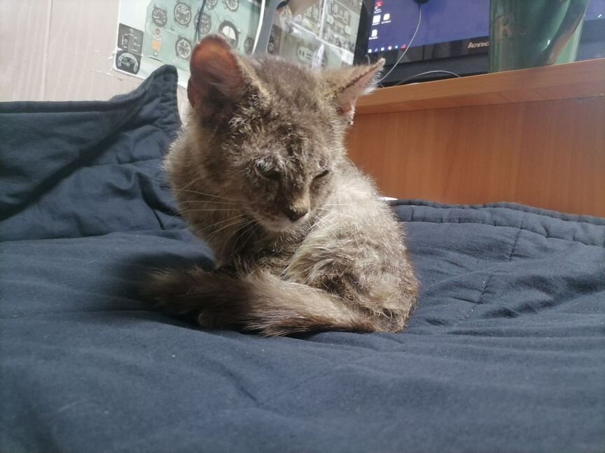 Котенок в добрые руки