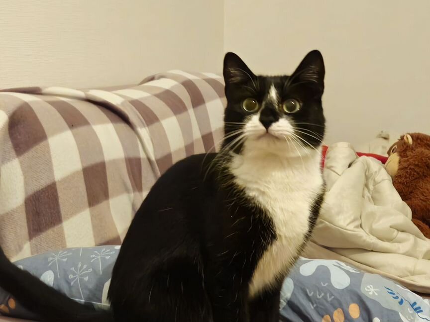 Кот