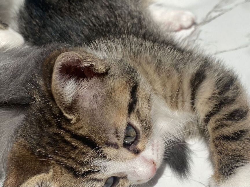 Котята