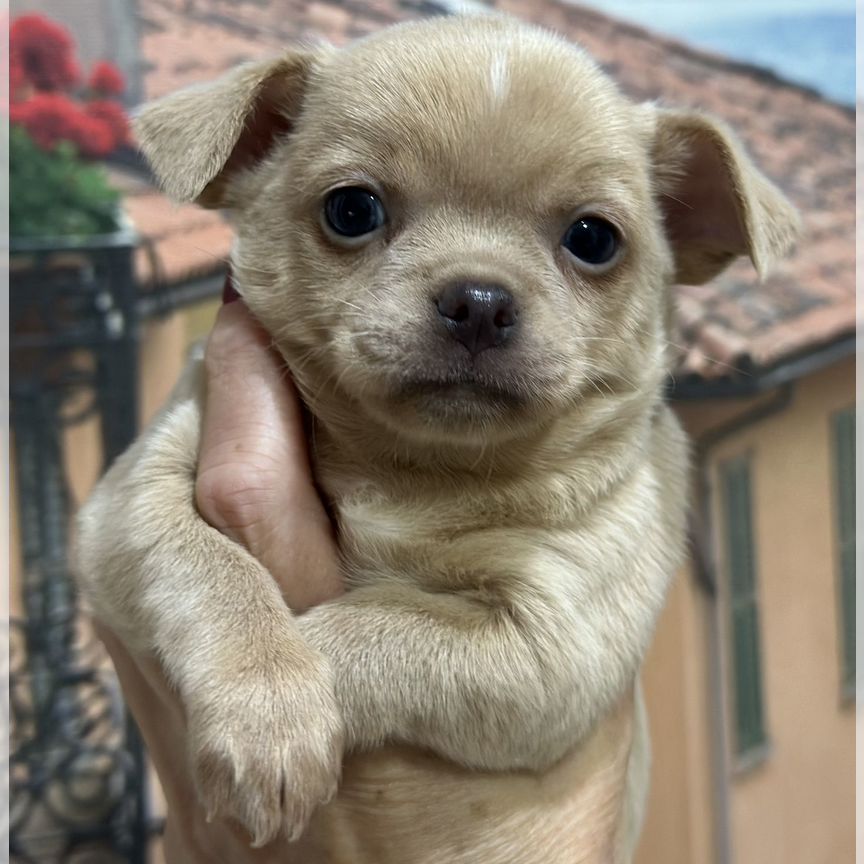 Чихуахуа, щенок