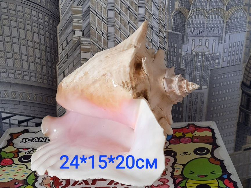 Морские раковины