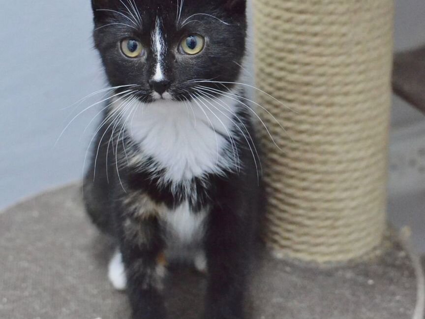 Отдается необычный котенок-девочка