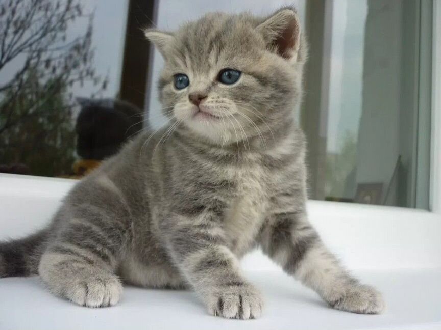 Шотландский котенок скоттиш страйт