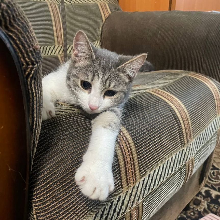 Котёнок в добрые руки