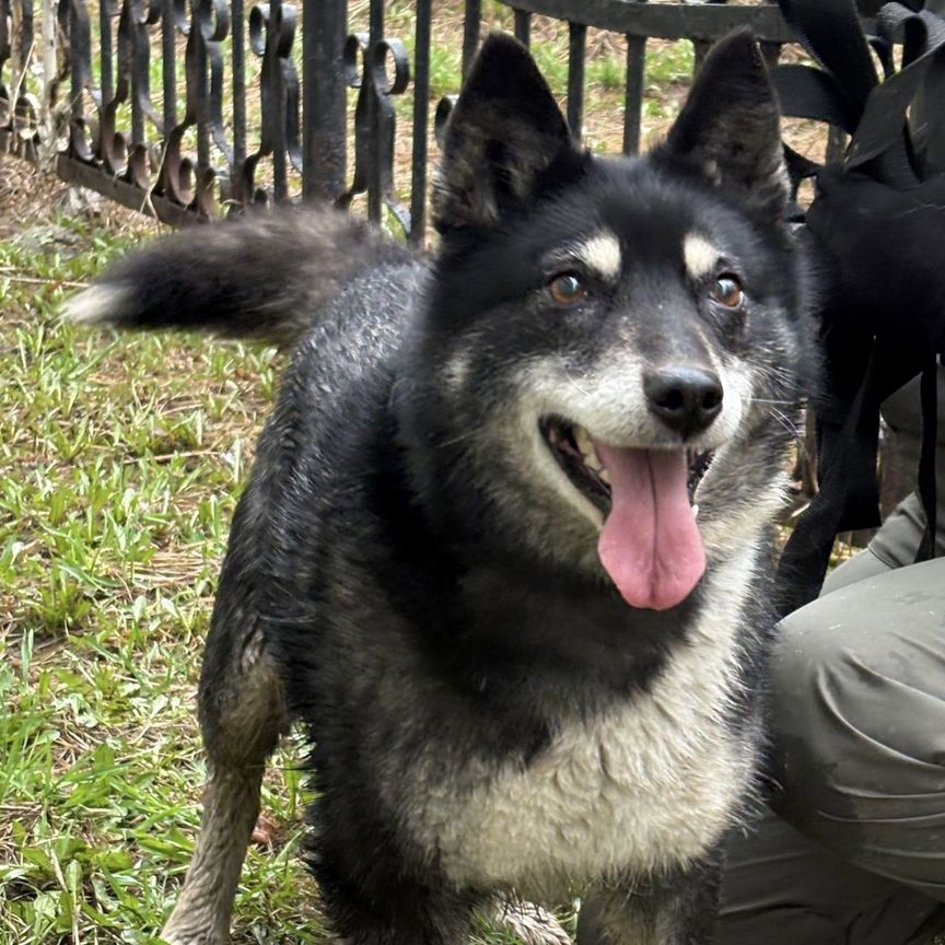 Сибирский хаски, взрослая собака