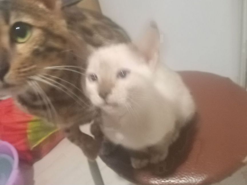 Бенгальские котята
