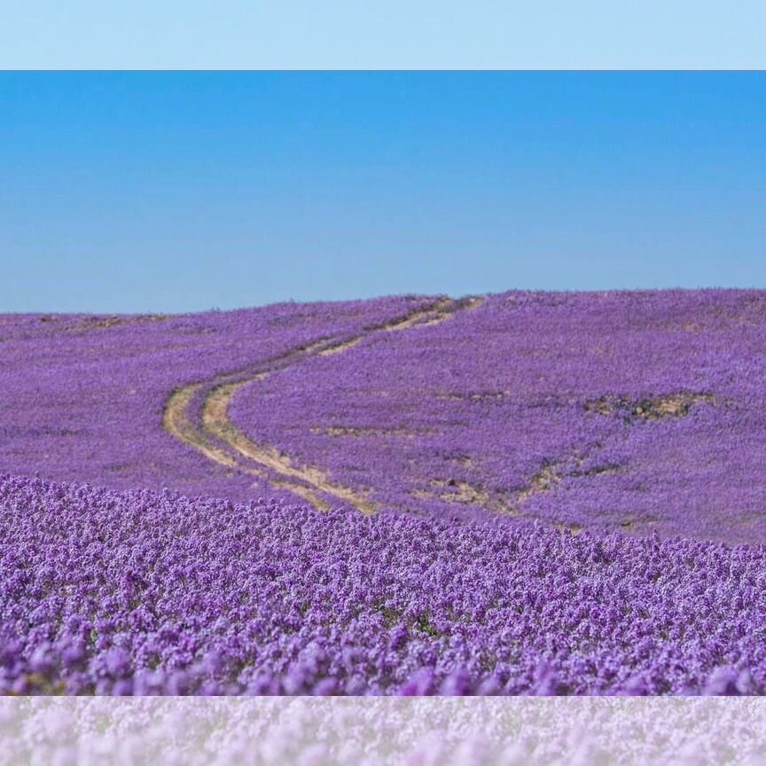 Продаю сено люцерна