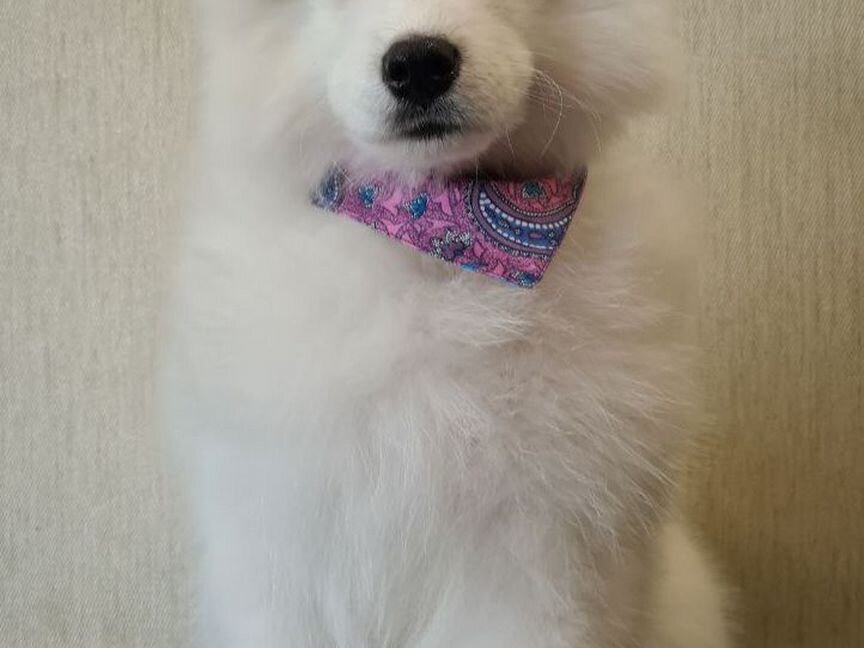 Самоедская лайка