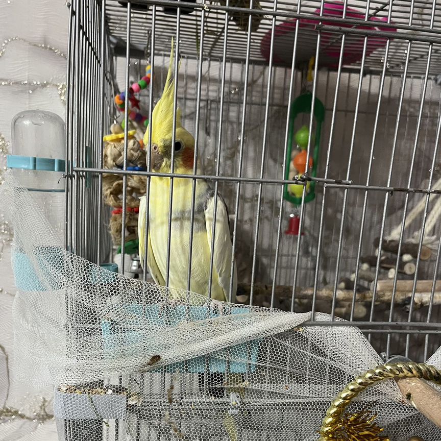 Попугай корелла мальчик Тоша вместе с клеткой