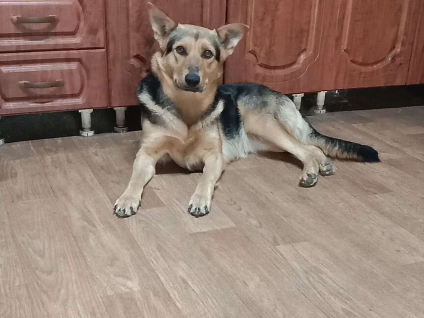 Собаки приюта ищут дом