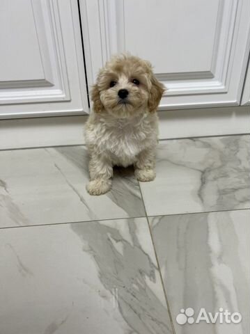 Мальтипу ф1 мальчик лапусик бежевый карамель