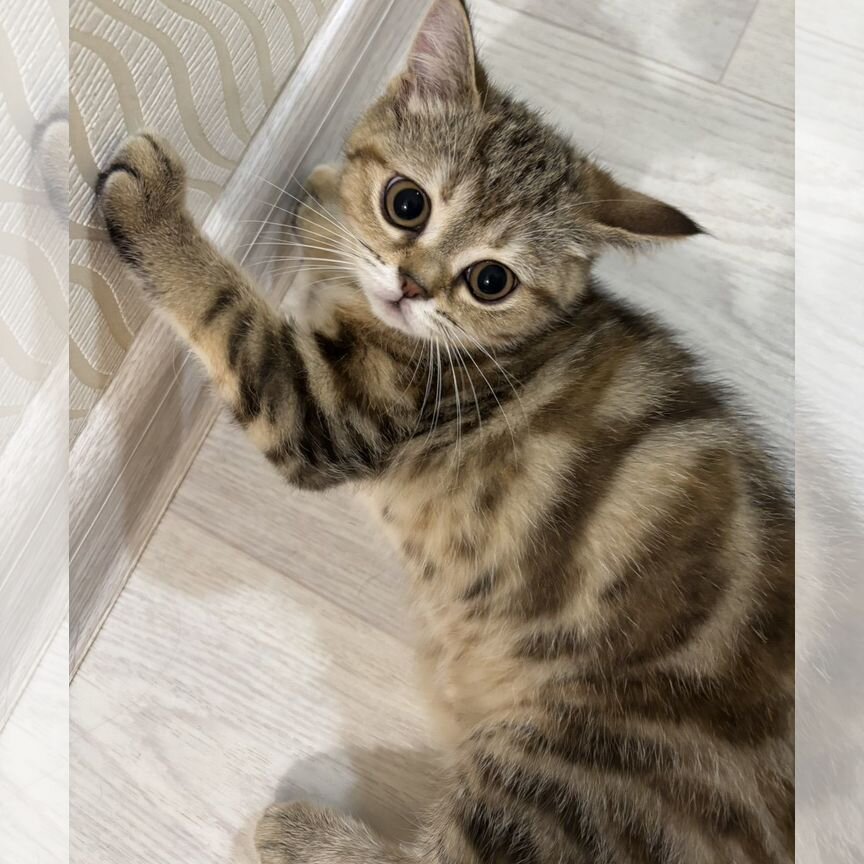 Шатланская кошка девочка