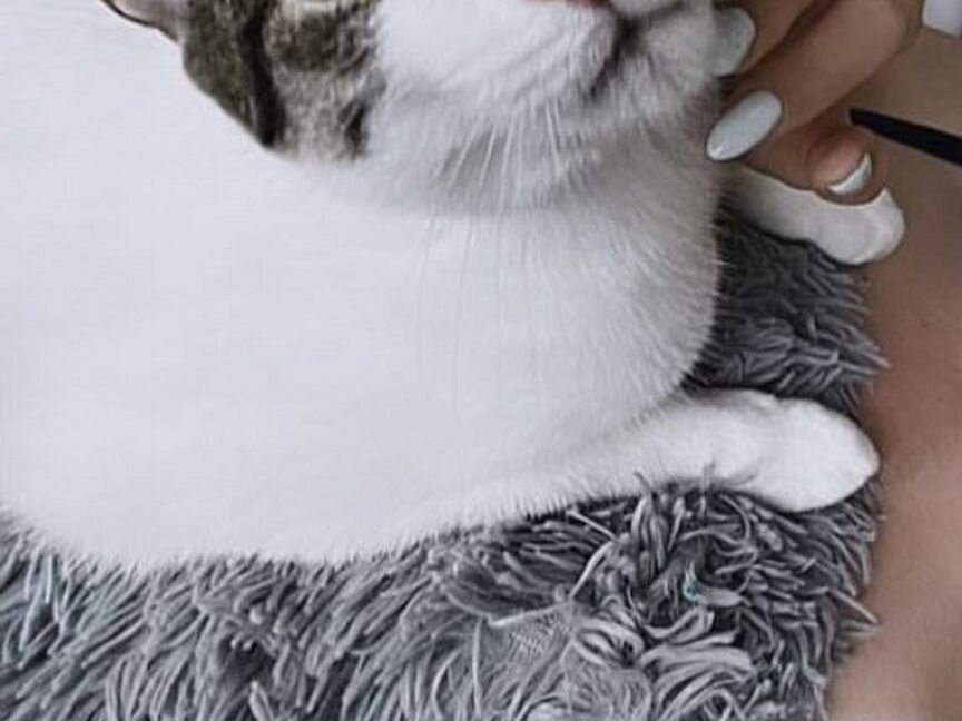 Отдам котика в добрые руки