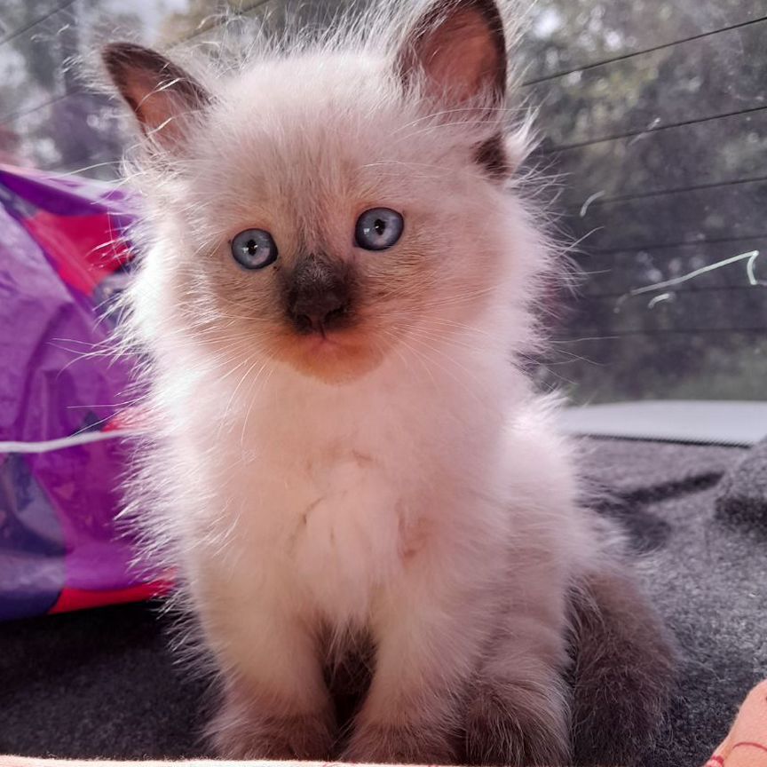 Котенок