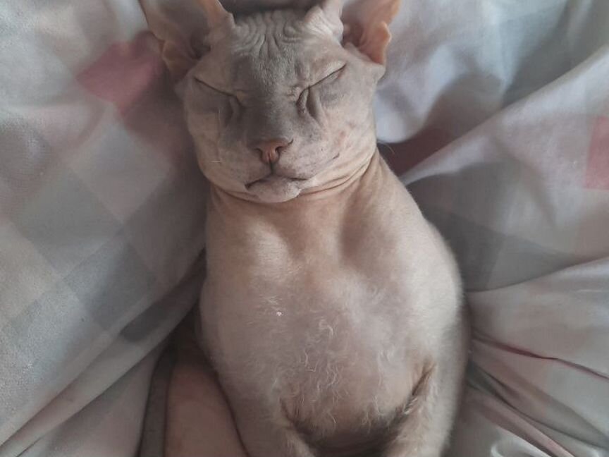 Сфинкс ищет дом