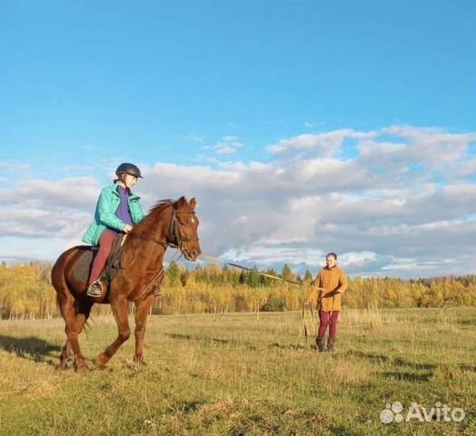 Лошадь кобыла