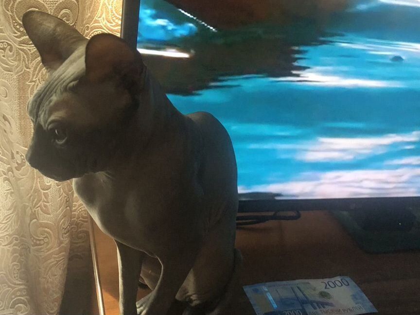 Канадский сфинкс