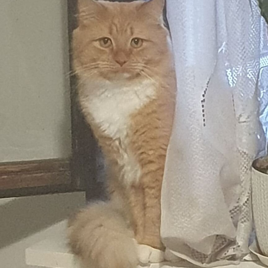 Сибирский кот вязка