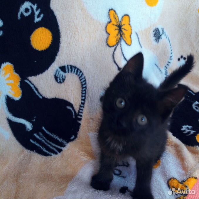 Котенок мальчик 2 мес забавный весельчак оптимист