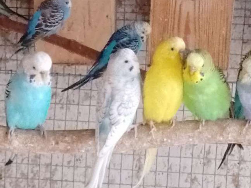 Волнистый попугай и Ожереловые попугаи