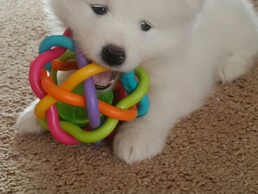 Самоедская лайка