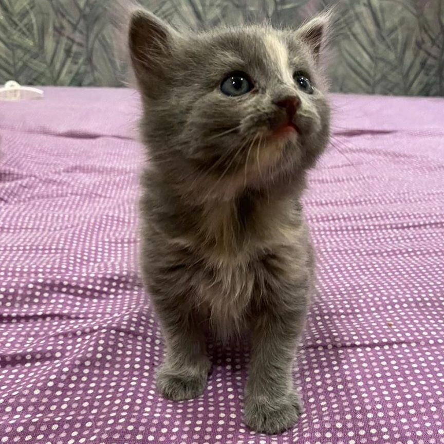 Котенок полусибирский