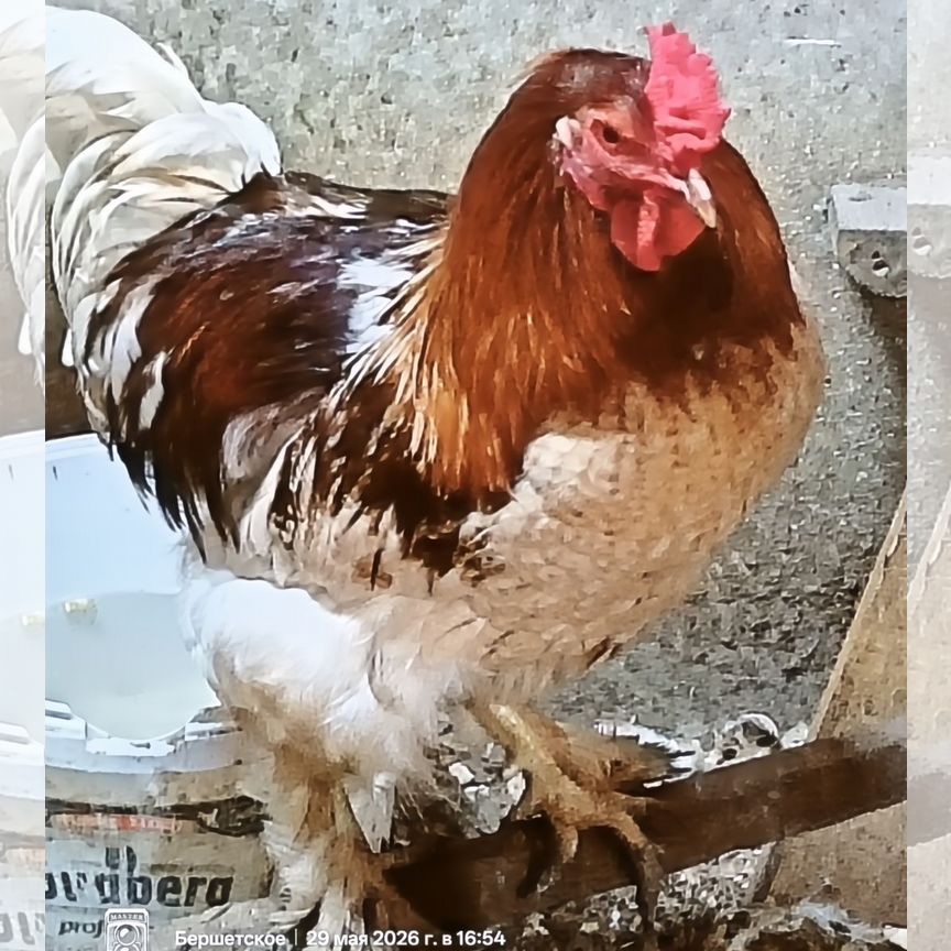 Продам петуха Брама