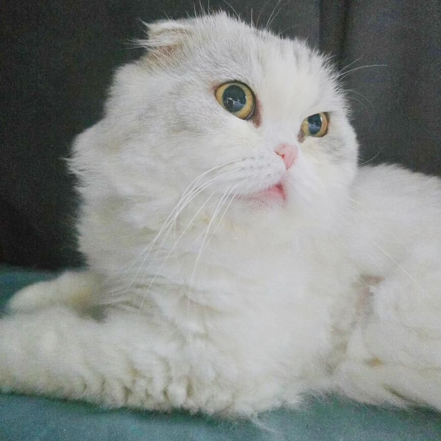 Нежный котик в добрые руки