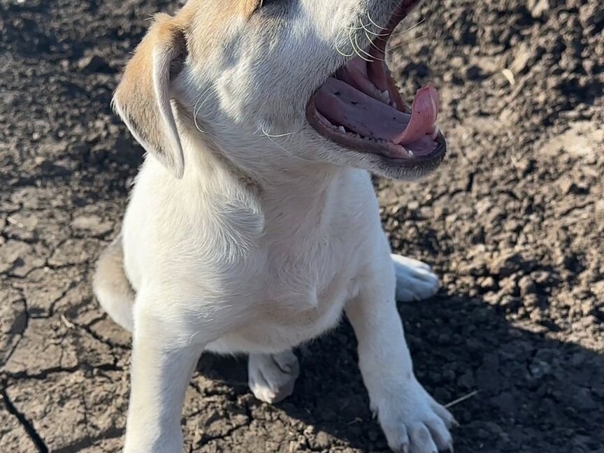 Щенки бесплатно