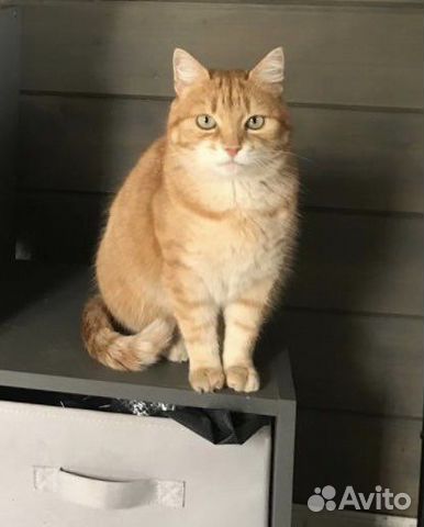 Кошка