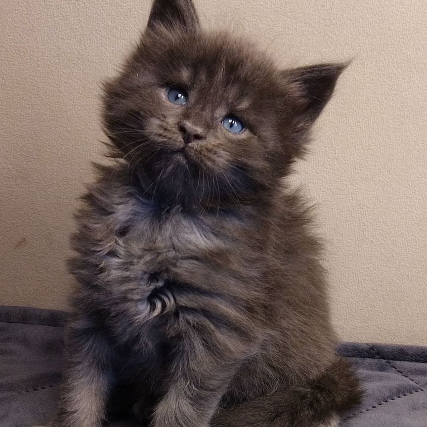 Котик мейн-кун