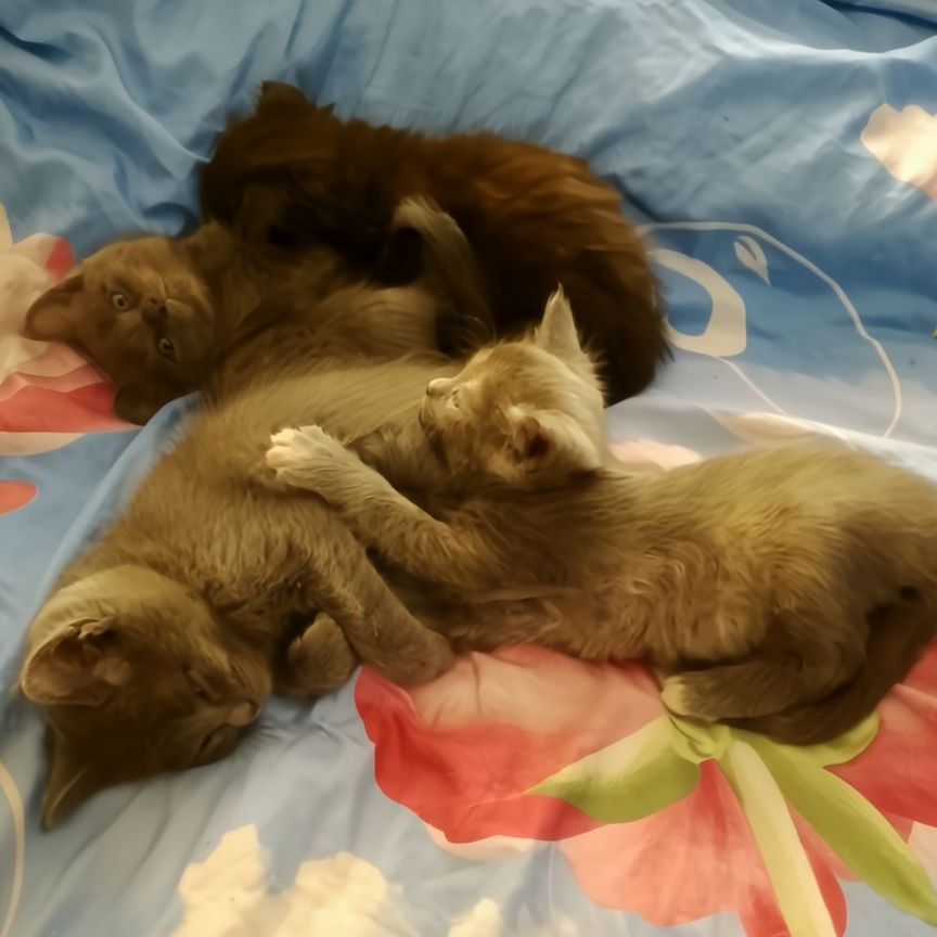 Мейн-кун котёнок