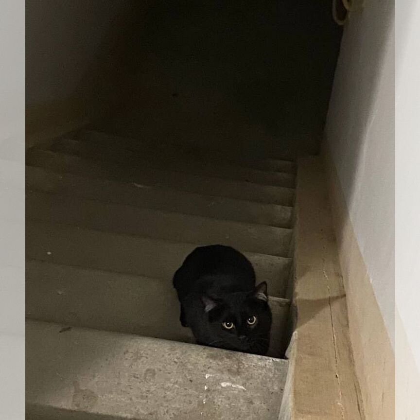 Котик в добрые руки